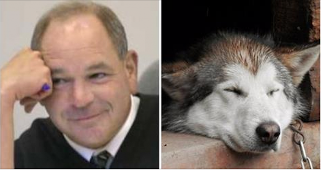 Meet The Judge Who Gives “Creative” Sentences To Animal Abusers