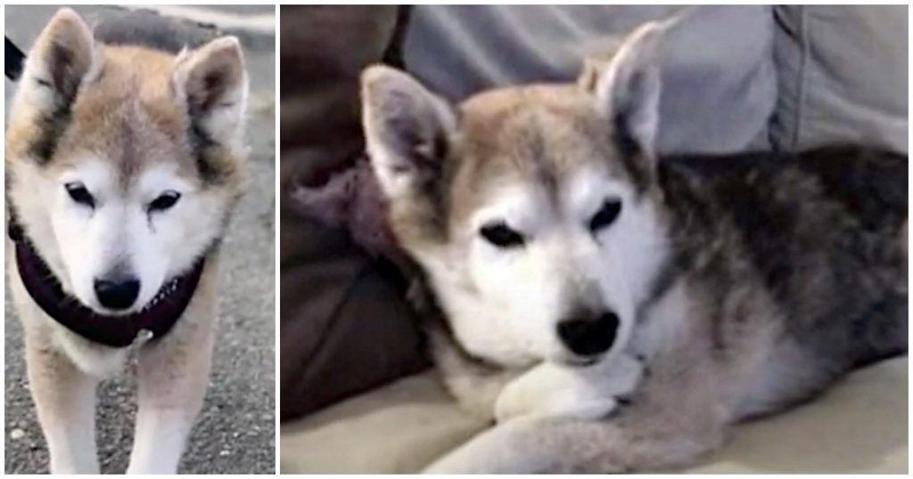 Family’s Dog Is Euthanized After Officers Mistook It For A ‘Coyote In ...