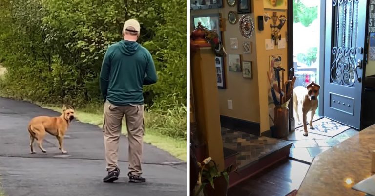 Stray Steps Up To Couple’s Home After They’d Tried Rescuing Him For A Year