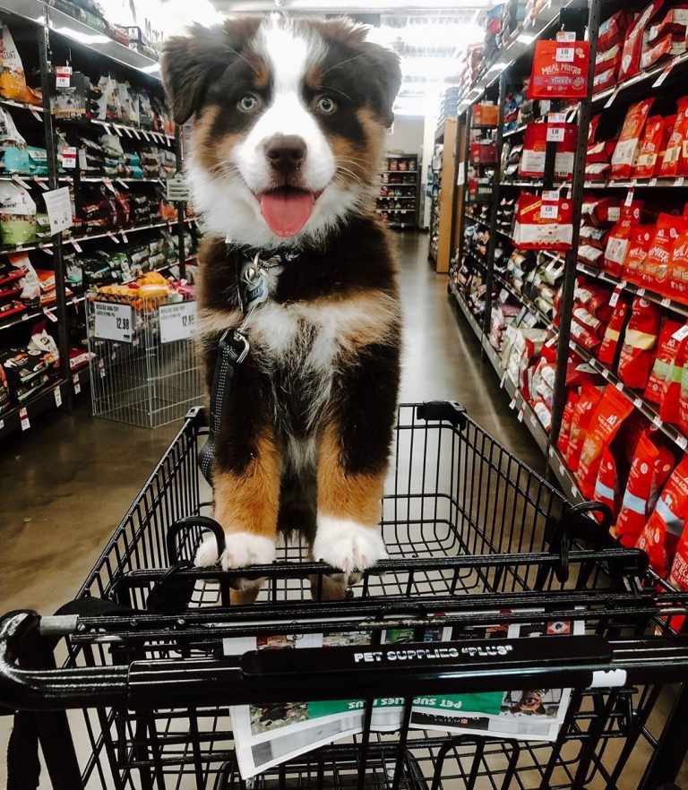 10+ Adorable Pups Who Love Shopping Cart Rides More Than Anything