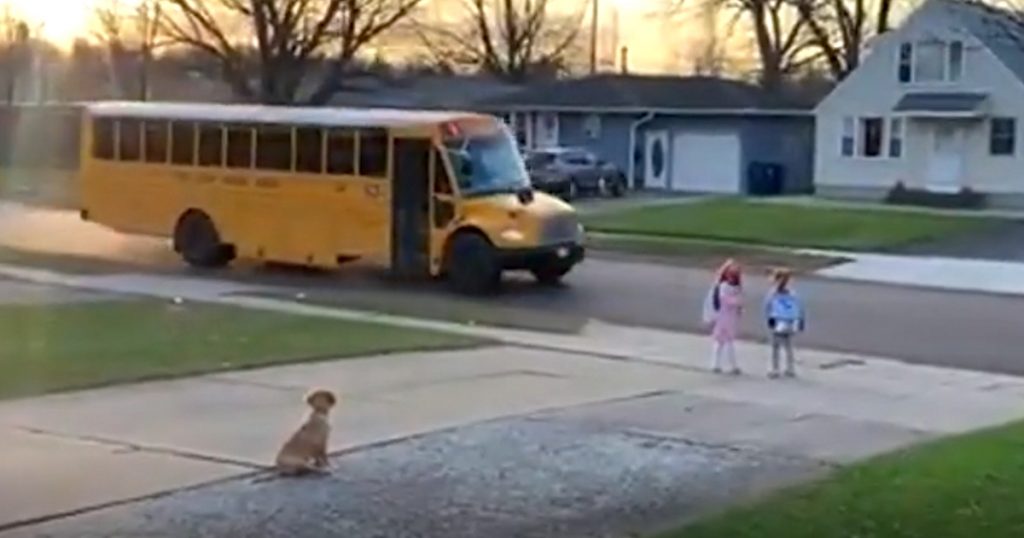Golden Retriever Pup Sees That His Siblings Make It Onto The Bus Every ...