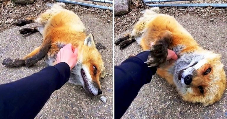 Fox Literally Goes “HEHEHE” Whenever He Get Pets From His Favorite Human