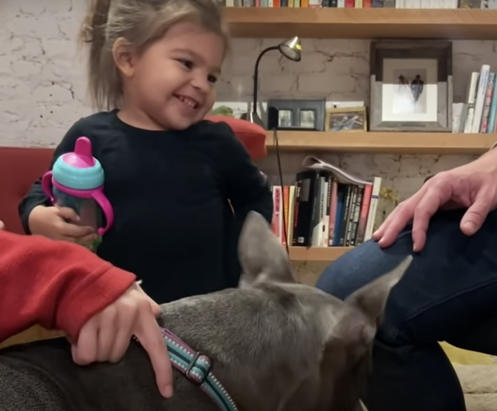 Pit Bull Returned To City Shelter Twice Is Inconsolable And Just Wants ...