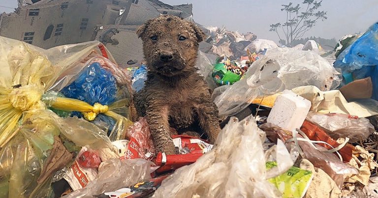 Pup’s Family Treated Him Like Trash, Discarded Him At Dump ‘Where He ...