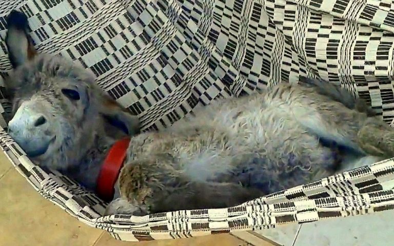 Donkey In Hammock Demands His Humans Sway Him Back & Forth Till He ...