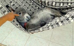 Donkey In Hammock Demands His Humans Sway Him Back & Forth Till He ...