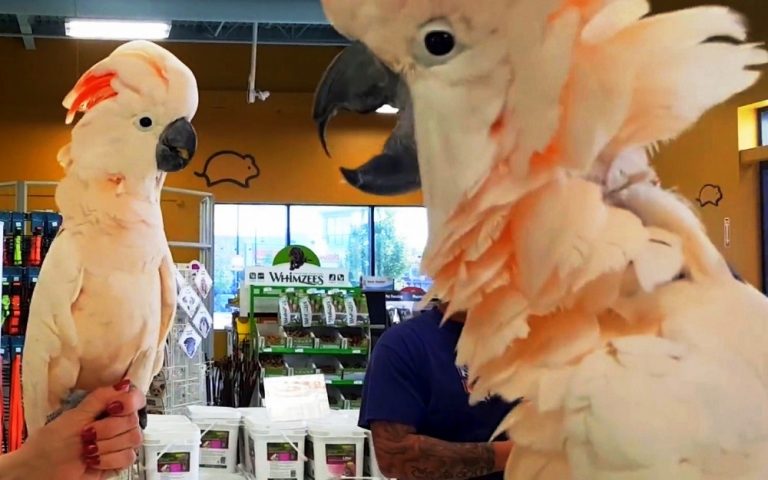 Feisty Cockatoos Met Each Other In Pet Store, Promptly Began Mocking ...