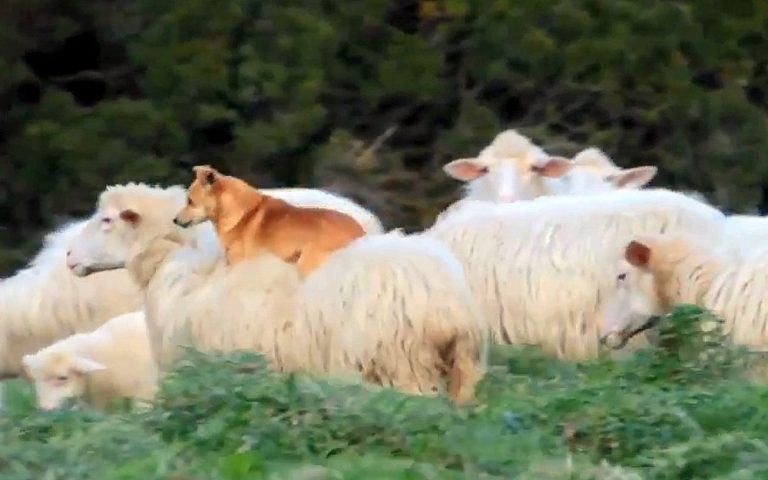 “Lazy” Herding Dog Hitches A Ride On A Sheep’s Back, Shows Us How To ...