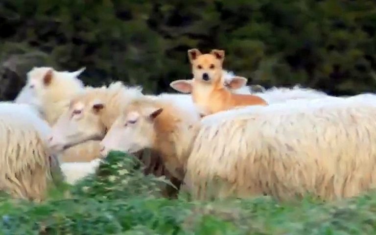 “Lazy” Herding Dog Hitches A Ride On A Sheep’s Back, Shows Us How To ...