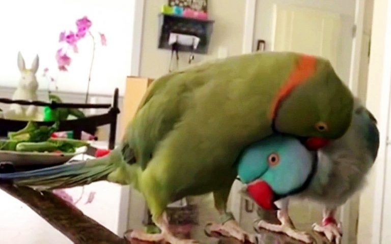 Parrot Comforts His Extremely Sick Brother, Gives Him The Sweetest Hug Ever