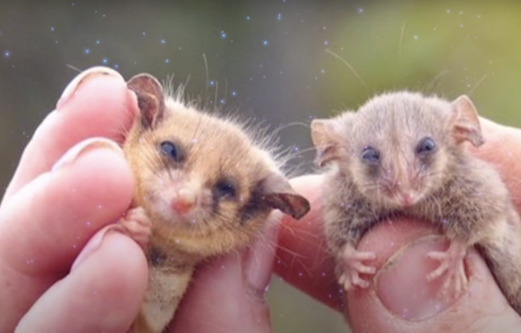 Tiniest Creature Thought Lost Forever Just Re-Emerged After Yr Long ...