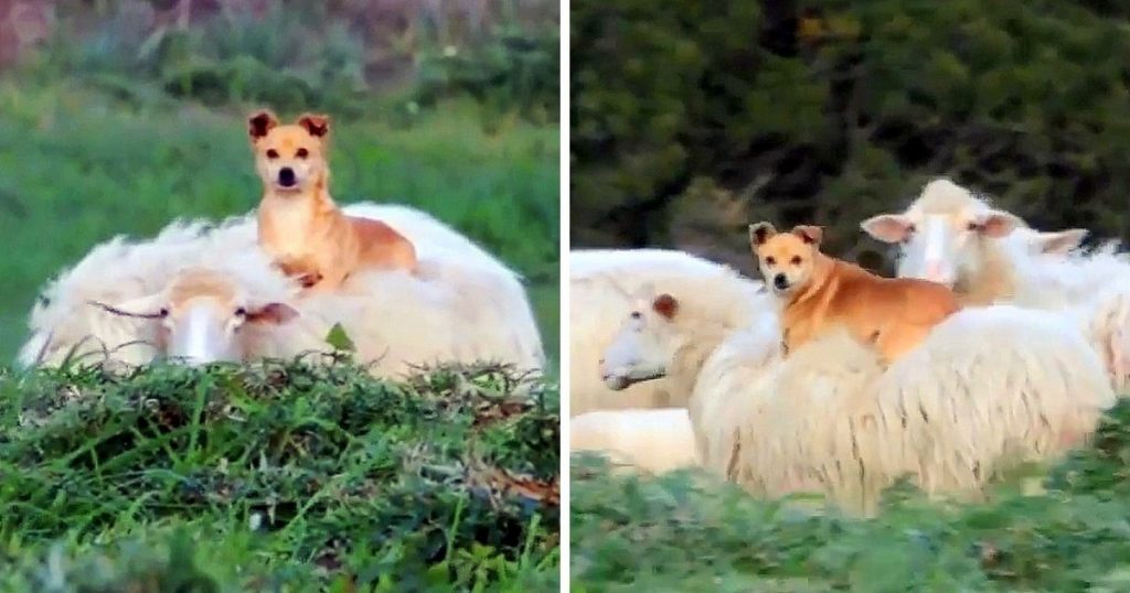 “Lazy” Herding Dog Hitches A Ride On A Sheep’s Back, Shows Us How To ...
