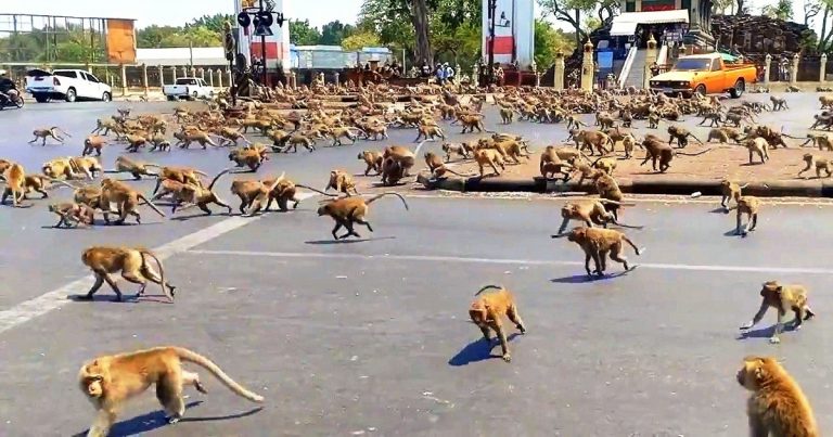 Thousands Of Monkeys Go On A Rampage Because They Didn’t Get Enough Yogurt