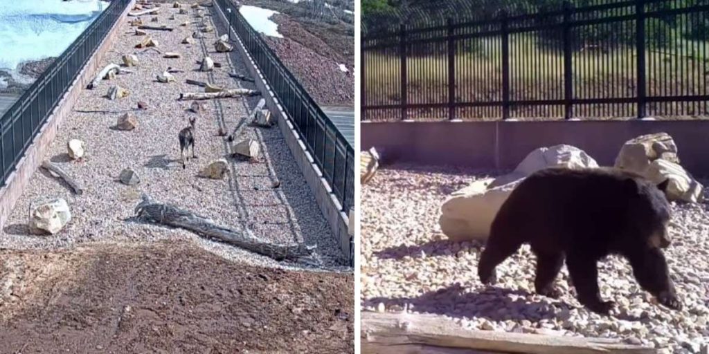 Video Reveals All The Animals This Utah Highway Overpass Has Saved