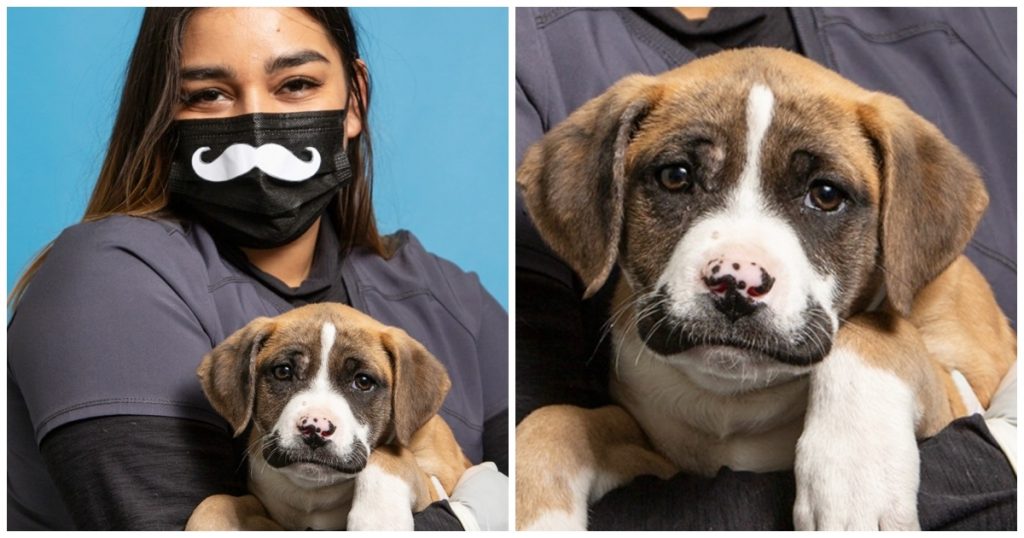 Monster Dumps 9-Week-Old Boxer Mix With Prominent Mustache On Side Of Road