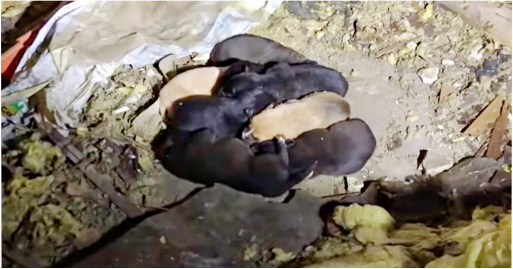 Teeny Feral Pups Huddled To Keep Warm But Rescuers Won’t Save Them