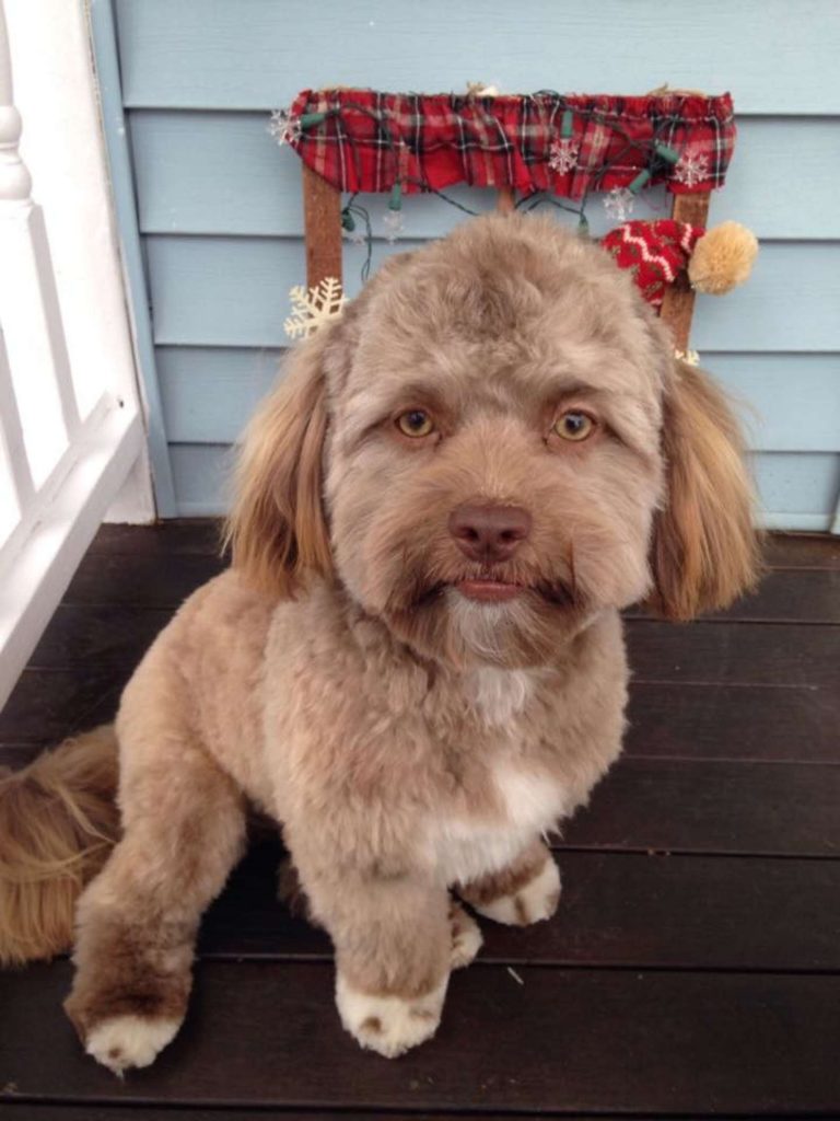 Meet Yogi, The Dog With The Uncanny ‘Human Face’