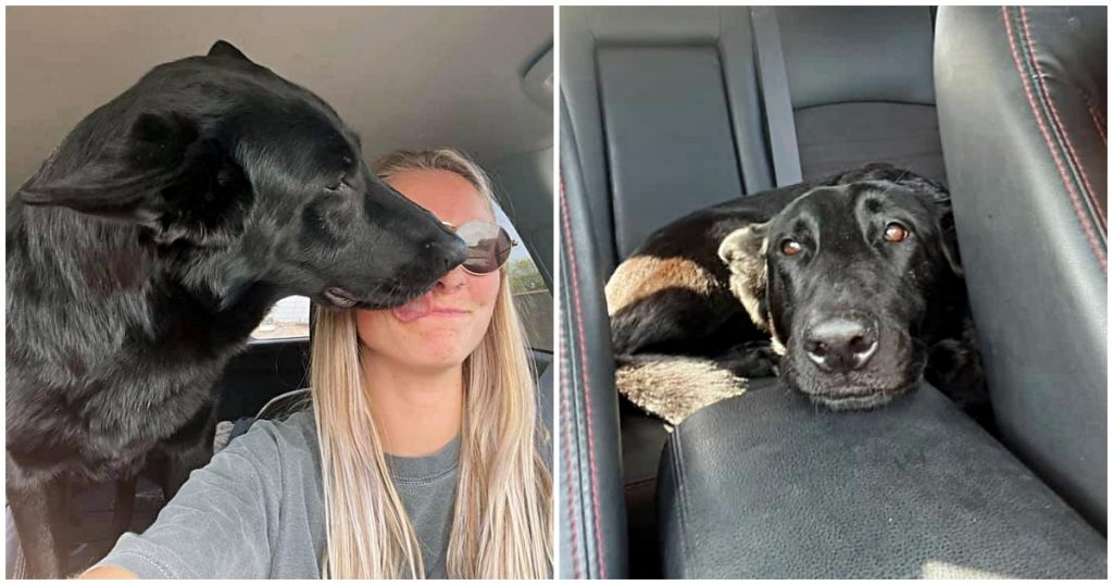 Woman Reunites With Missing Dog After Lady Drove Off With Her 900 Miles ...