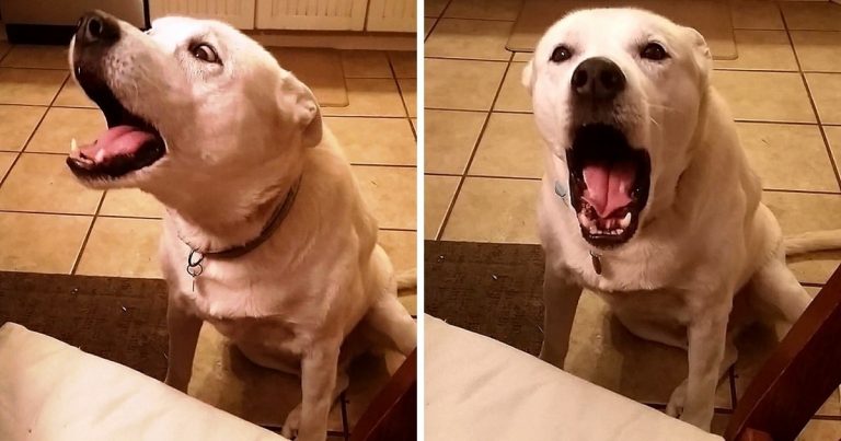 Sarcastic Dog Faces His Humans And Mocks Them By Imitating How They Talk