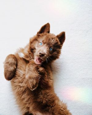 This Brown Siberian Husky Is One of the Most Beautiful Dogs on Instagram