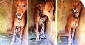 87-Year-Old Man Ties Dog On A Short Chain And Locks Her Up In A Box For ...