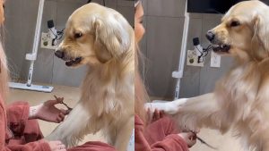 PROOF Dogs Are The Most Dramatic Animals