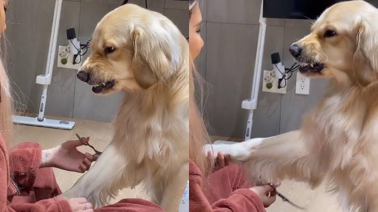PROOF Dogs Are The Most Dramatic Animals