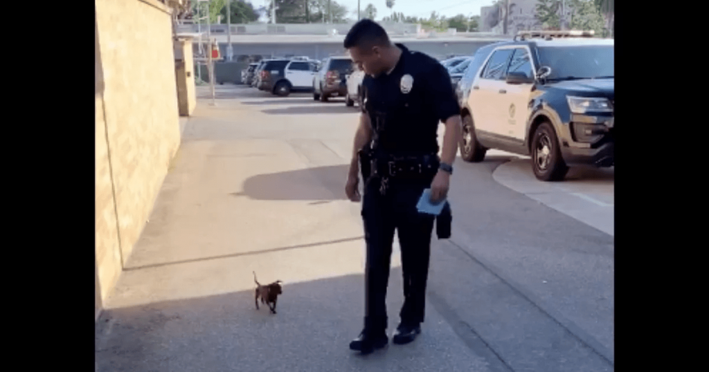 Stray Dog Loses His Cool When He Spots Officer. Chases Cop Down Street