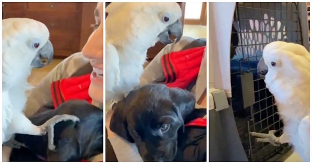 Craig’s List Parrot Rules The Internet After Telling Canine Brother “I ...