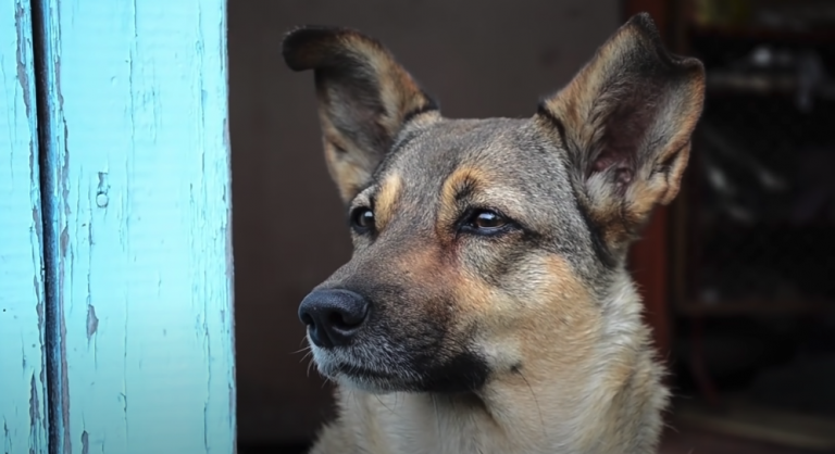 15 Things Dogs Love the Most