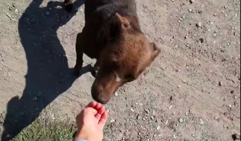 Friendly Stray Dog Waits Every Day In The Same Place For Someone To ...
