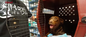 Friendly Stray Dog Waits Every Day In The Same Place For Someone To ...