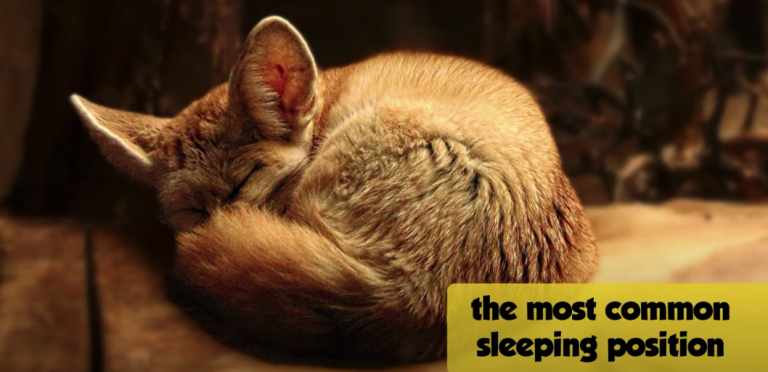 What Your Cat's Sleeping Position Reveals About Their Health and ...