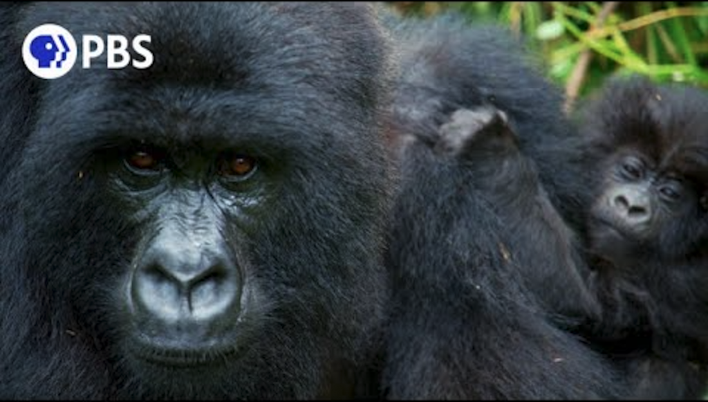 This Gorilla Deserves... The 'Best Dad' Award