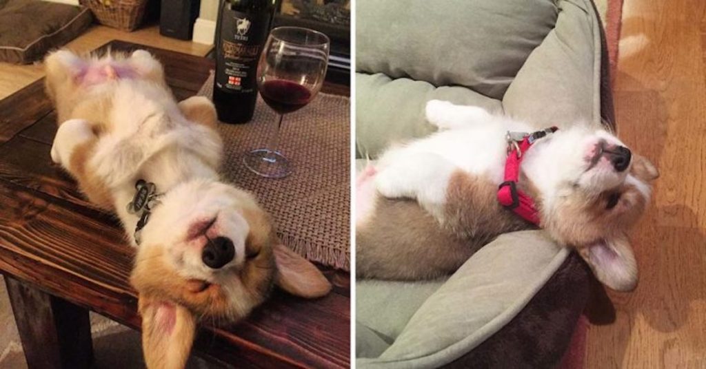 25 Photos Of Puppies That Passed Out In The Most Hilarious Positions