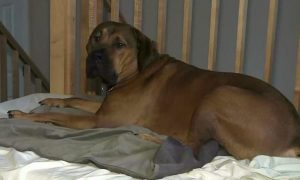 Two Women Awoke To Find Their Giant Mastiff Pinning Down A Man In Their ...