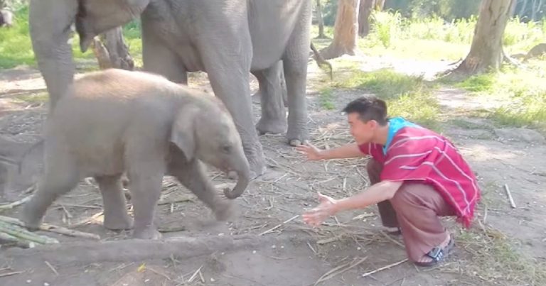 Man Asks Baby Elephant For A Hug, Has No Idea The Trouble He Was ...