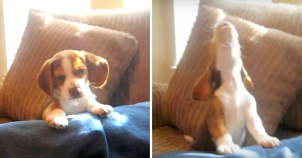 Tiny Beagle Discovers He Can Howl, Adorably Shows Off His Skills For ...