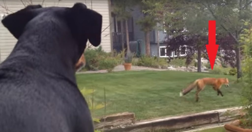 Wild Fox Begins Playing With This Dog’s Toy, And It’s Making The Dog ...