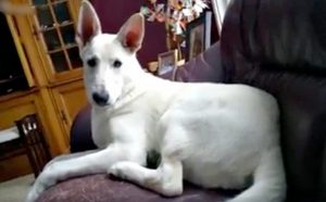 Dog’s Unexpected Reaction To Her Own Fart Will Crack You Up