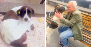 Man Lost His Dog On Streets 3 Years Ago, Breaks Down When He’s Finally ...