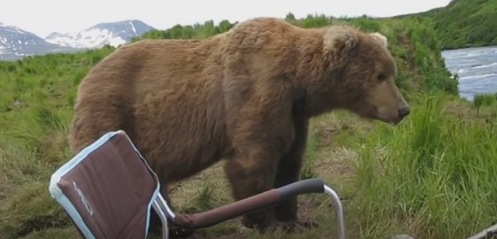 Man Relaxing In Camping Chair Gets Big Shock When A Bear Decides To Sit ...