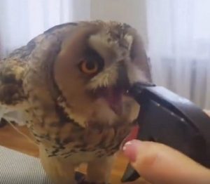 Woman Sprays Owl With Water, His Epic Reaction Has Internet Going Wild