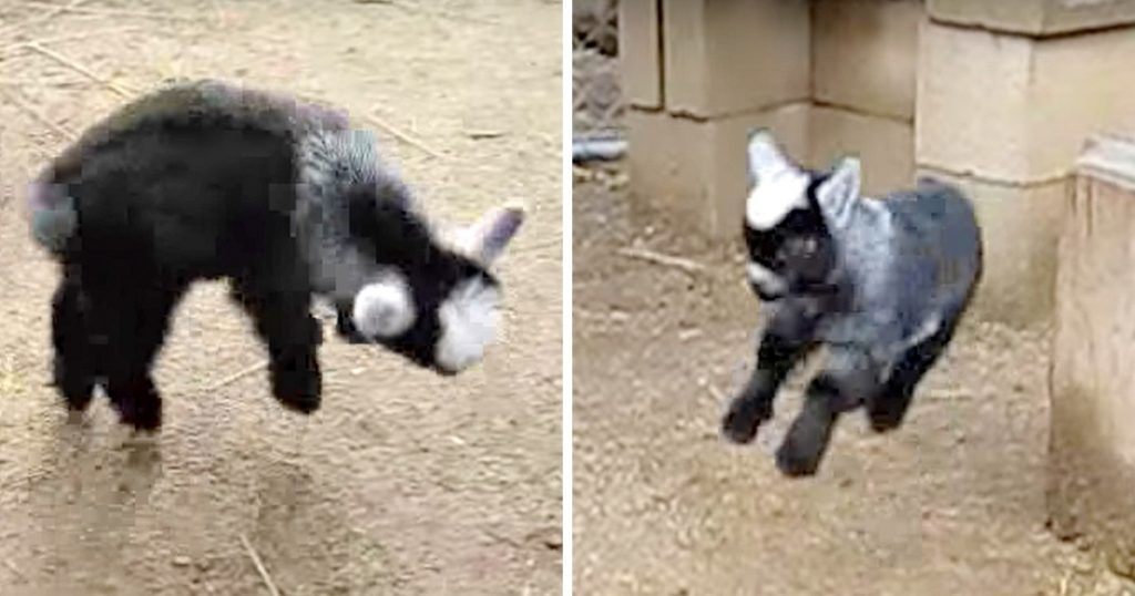 Baby Goat Dances Like No One’s Watching, His Cute Dorky Moves Will Win ...