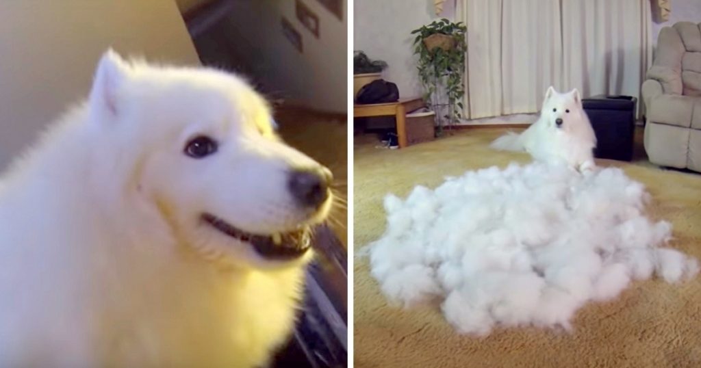Dad Brushes Dog From Day To Night, Time Lapse Video Shows The Insane ...