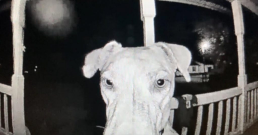 Runaway Dog Returns Home In The Middle Of The Night And Rings The Doorbell