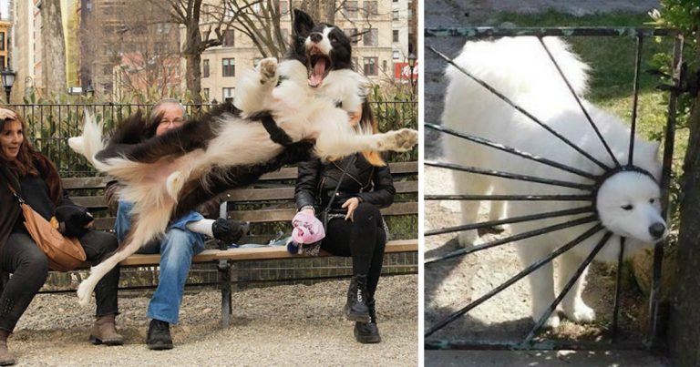 12 Dorky Dogs Just Being Themselves And Loving Life