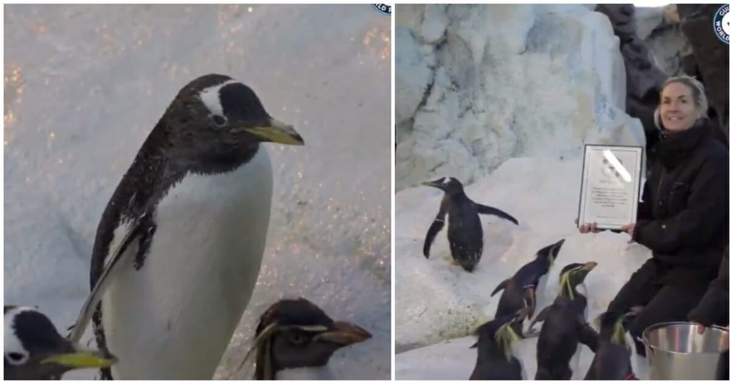41-Year-Old Penguin Sets Guinness World Record As The Oldest Penguin In ...
