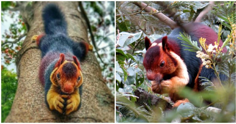 Meet Malabar Giant Squirrels - Squirrels So Colorful People Can’t ...