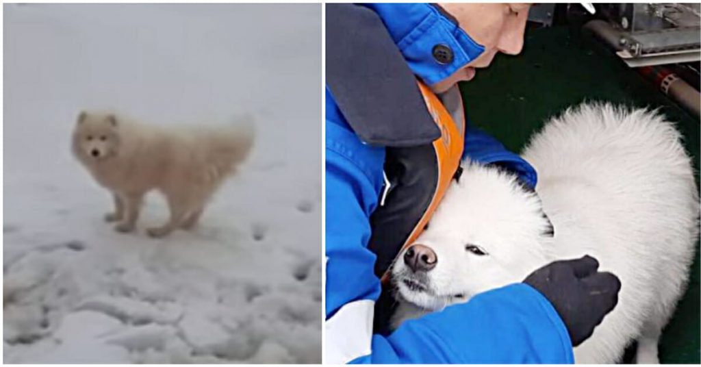 Russian Sailors Rescue Lost Dog Stranded on Arctic Iceberg